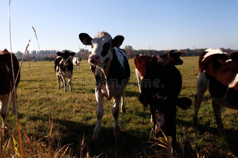 Cows coming home stock image. Image of field, cows, coming - 159400457