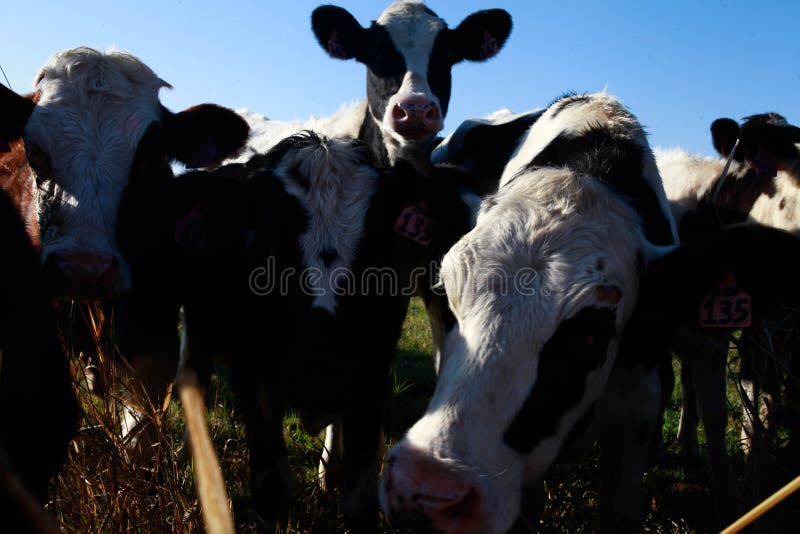 Cows coming home stock photo. Image of coming, home - 159400590