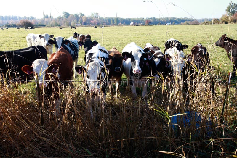 Cows coming home stock image. Image of walking, coming - 159401065