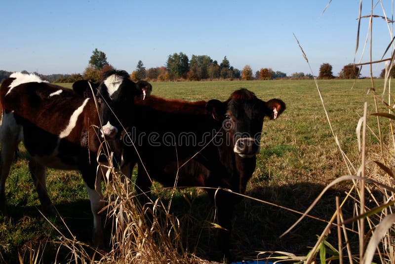 Cows coming home stock image. Image of coming, field - 159400453