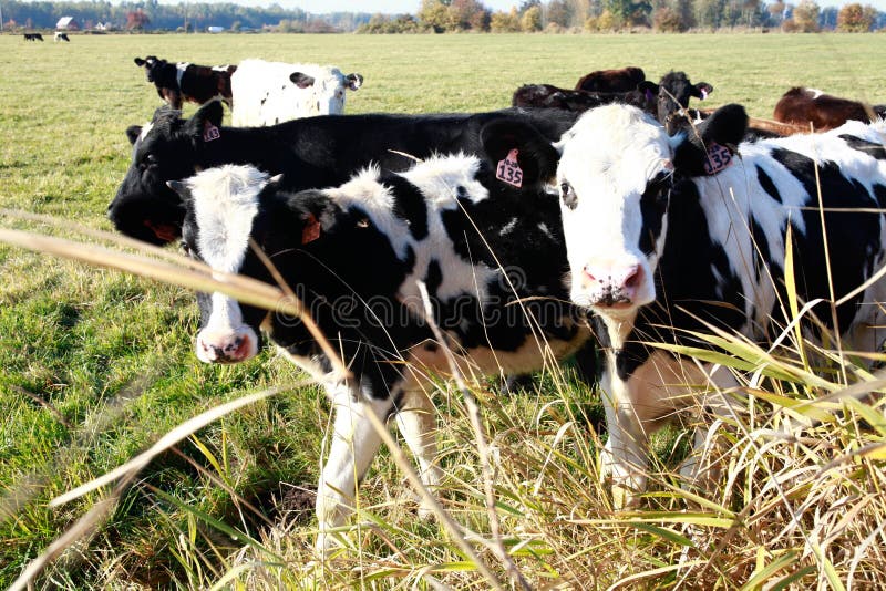 Cows coming home stock photo. Image of walking, camera - 159400818
