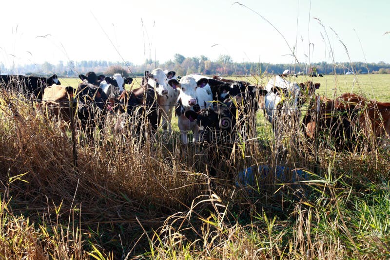 Cows coming home stock image. Image of walking, coming - 159401065
