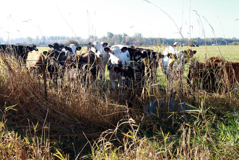 Cows coming home stock photo. Image of coming, camera - 159401106