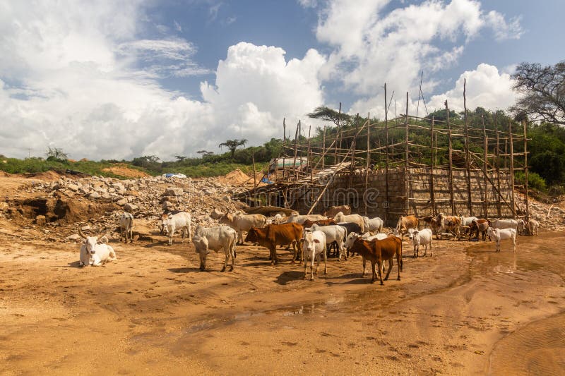 Cows and a Construction Site in Omo Valley, Ethiop Stock Photo - Image ...