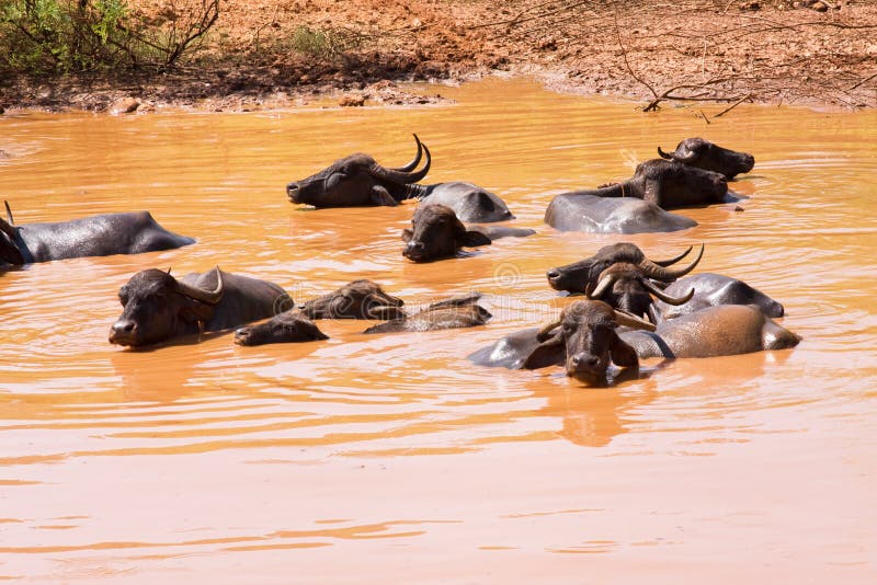 Cows Cooling Down Water Pool Stock Photos - Free & Royalty-Free Stock ...