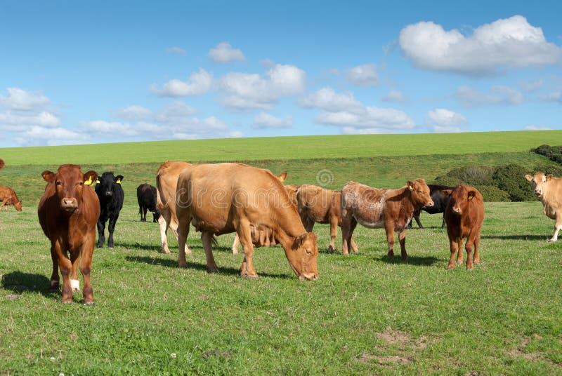 Cows in Cornwall stock photo. Image of landscape, animals - 24502922