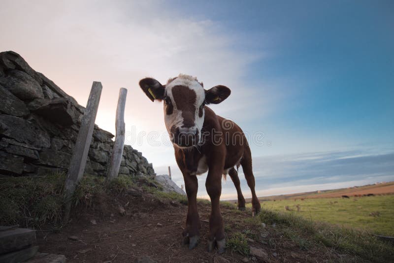 Cows in Cornwall editorial photo. Image of grass, mauer - 104426956