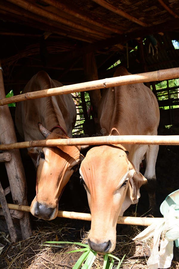 Cows stock photo. Image of animal, livestock, cows, corral - 73722644