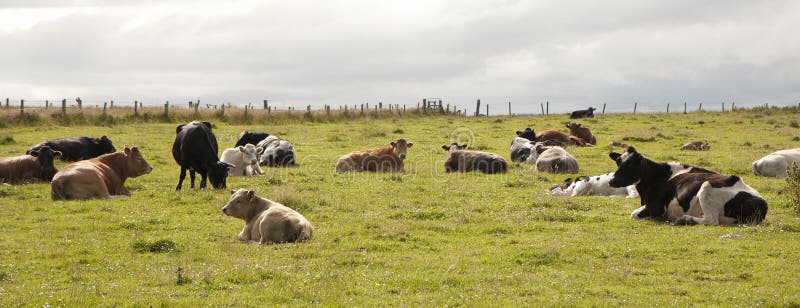 Cows in the country stock image. Image of animal, livestock - 15488833