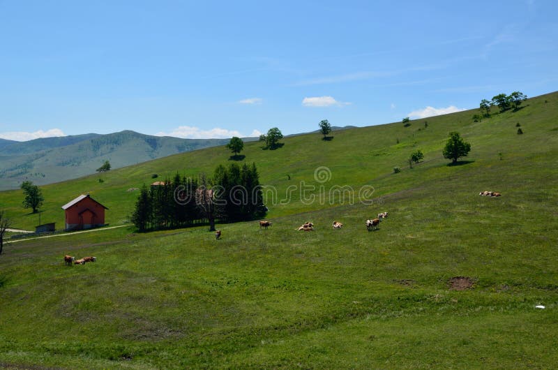 Cows on a Country Field with a House and Hills Stock Photo - Image of ...