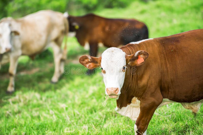 Cows in the country stock photo. Image of agriculture - 65707806