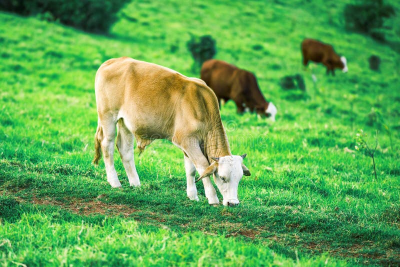 Cows in the country stock image. Image of rural, field - 65707809