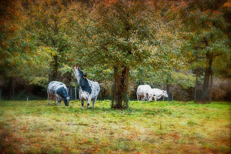 Cows by countryside stock photo. Image of grass, agriculture - 34648420