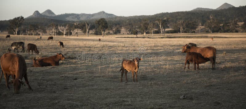 Cows in the Countryside during the Day. Stock Image - Image of rural ...