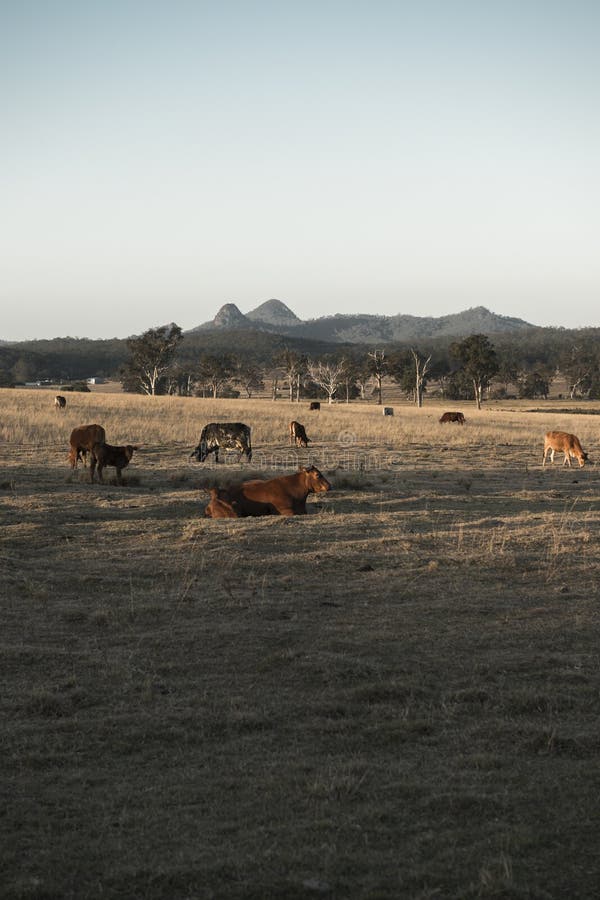 Cows in the Countryside during the Day. Stock Image - Image of pasture ...