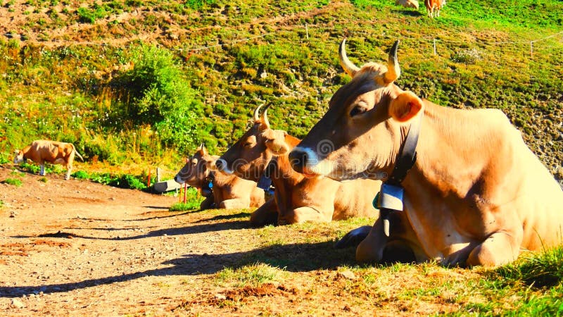 Cows in Countryside with Sun Stock Photo - Image of grass, cows: 171736082