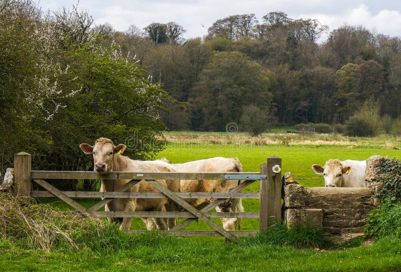 Cow Looking Over Fence Stock Images - Download 52 Royalty Free Photos