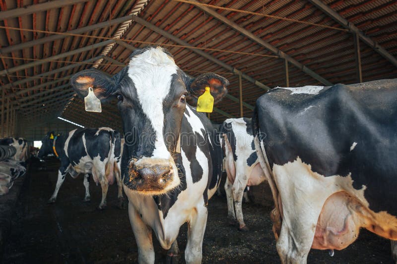 Cows on Cow Farm or Livestock Stall Stock Image - Image of heifer ...