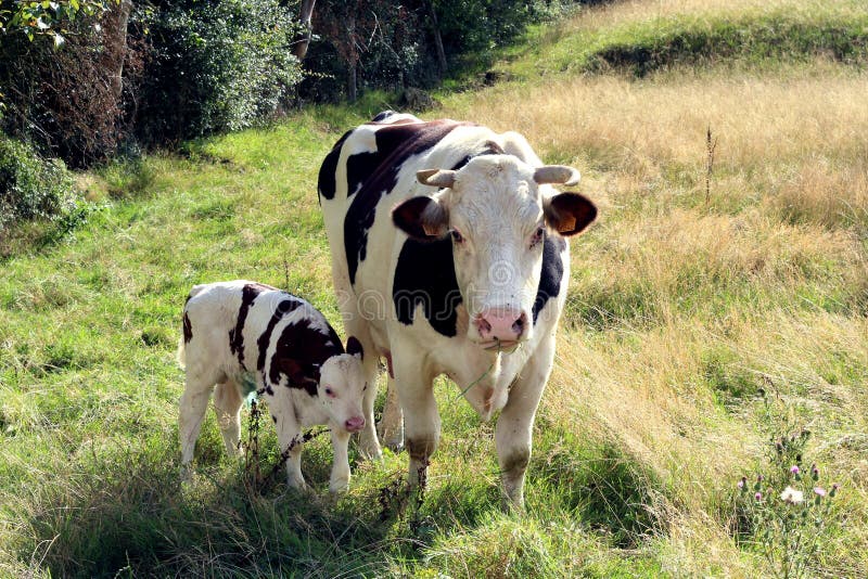 Cows, a cow and her calf stock photo. Image of barn - 139102144