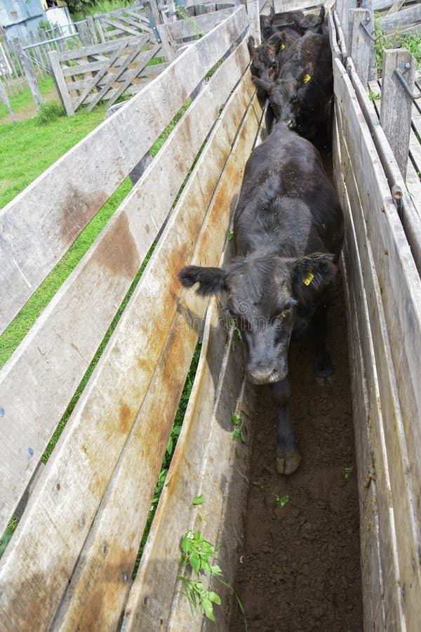 Cows in the cow pen , stock image. Image of finance - 228982465