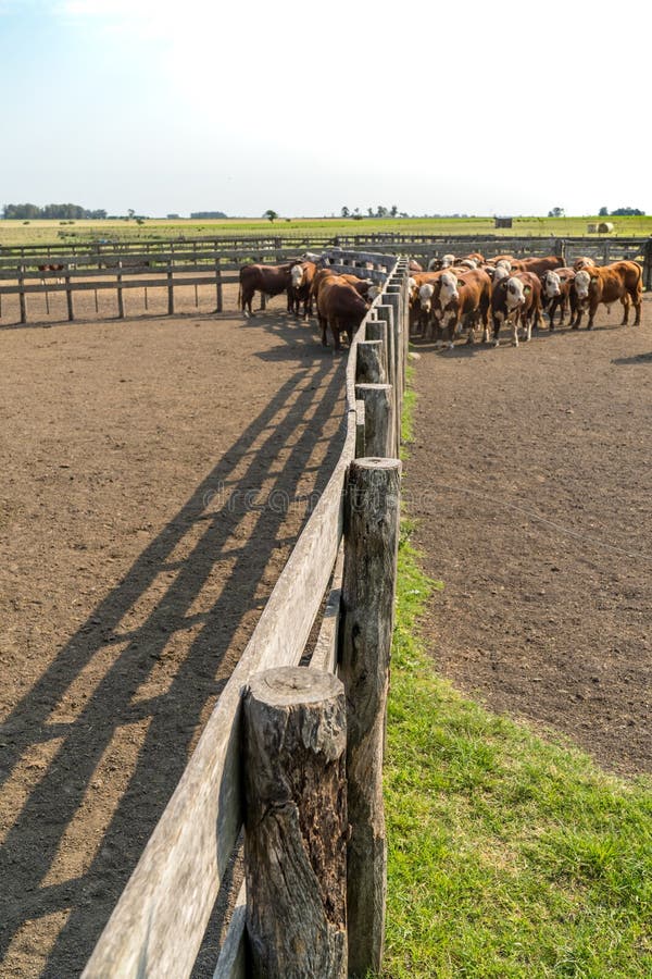 Cows in a Cow Stable of a Farm Stock Photo - Image of country, farm ...