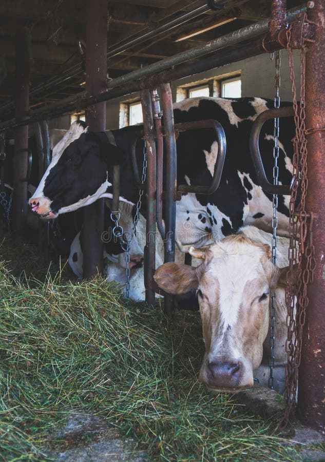 Cows. stock image. Image of group, head, animals, industry - 126785565