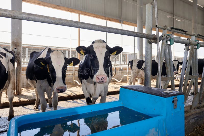 Cows in a Cowshed on a Farm Stock Photo - Image of agriculture, barn ...