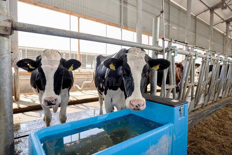 Cows in a Cowshed on a Farm Stock Image - Image of eating, animal ...