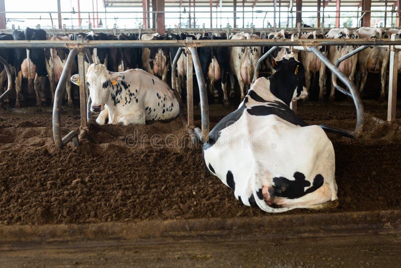 Cows in Cowshed at Farm, Back View Stock Photo - Image of animal ...