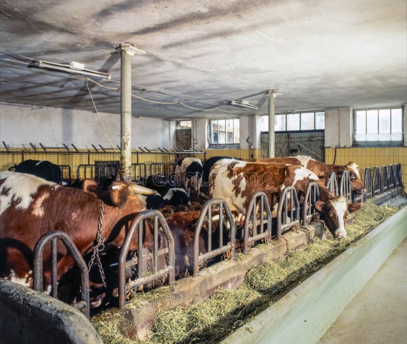 Cows in a cowshed stock image. Image of stall, cattle - 299396145