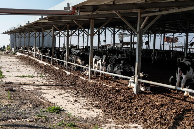 Cows in the cowshed stock image. Image of track, cowshed - 89747057