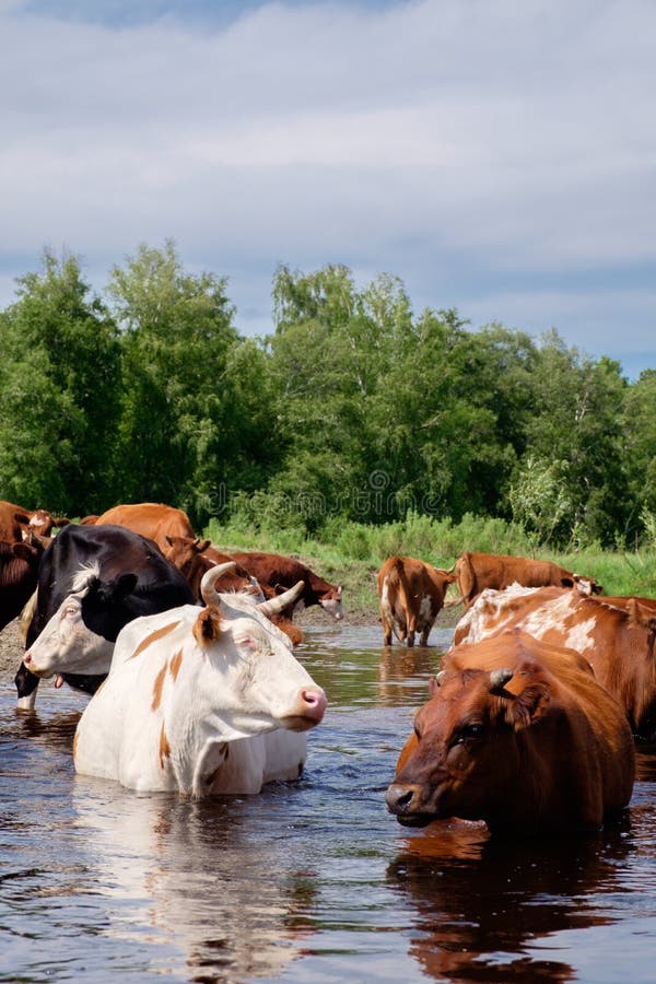 Cows Crossing the River on a Summer Day Stock Image - Image of calf ...