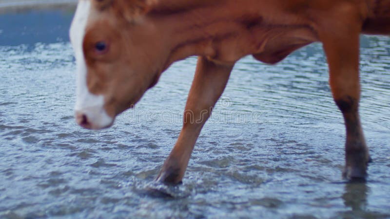 Cows Crossing the Stream at Green Spring Hill Stock Video - Video of ...