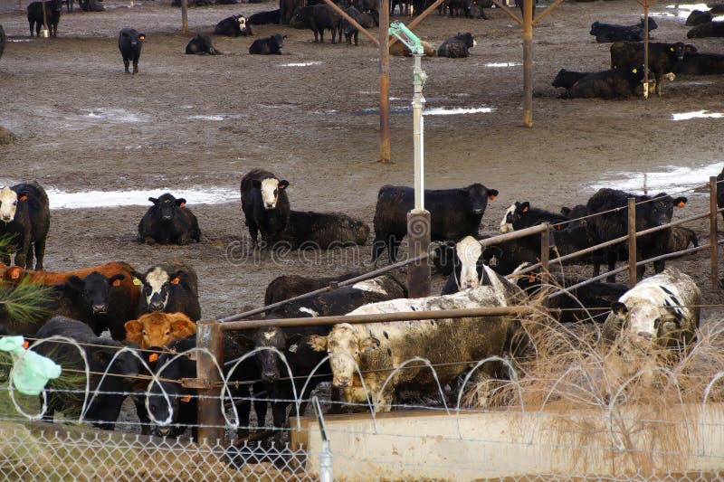 Cows Crowded in a Muddy Feedlot Stock Photo - Image of valley ...