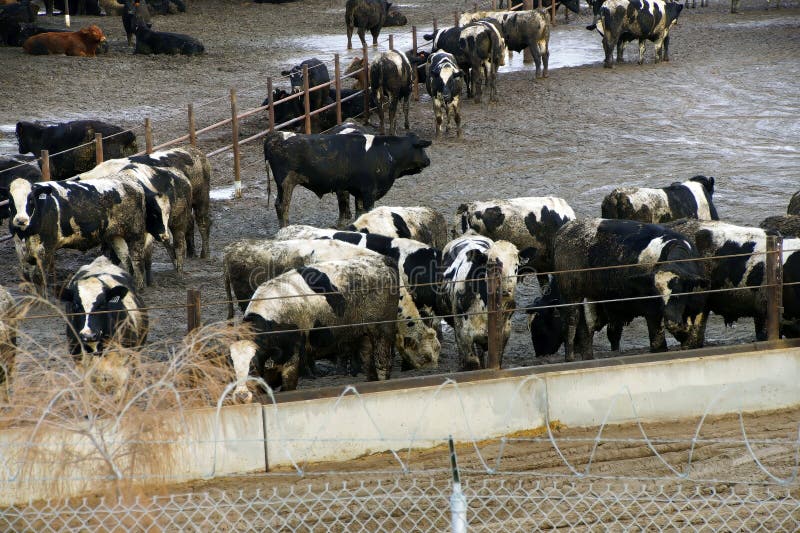 Cows Crowded in a Muddy Feedlot Stock Image - Image of muddy, industry ...