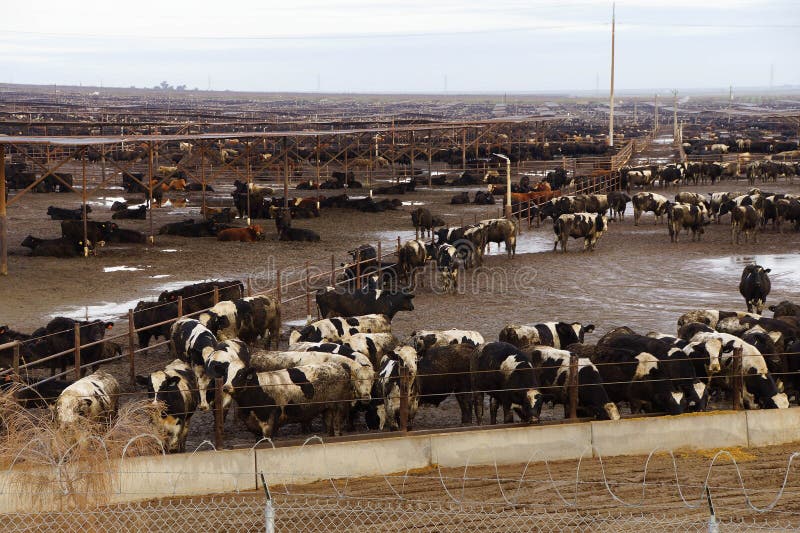 Cattle Feedlot Crowded Stock Photos - Free & Royalty-Free Stock Photos ...