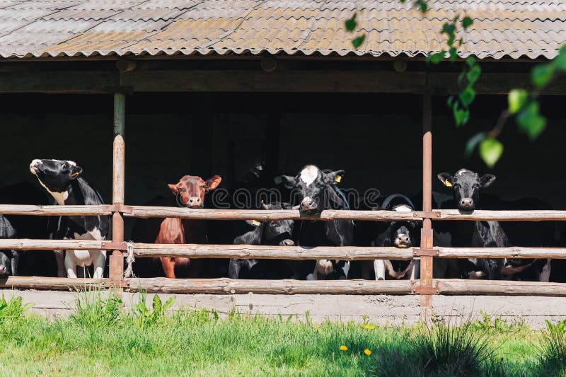 Dairy cow in stable stock image. Image of looks, building - 6701081