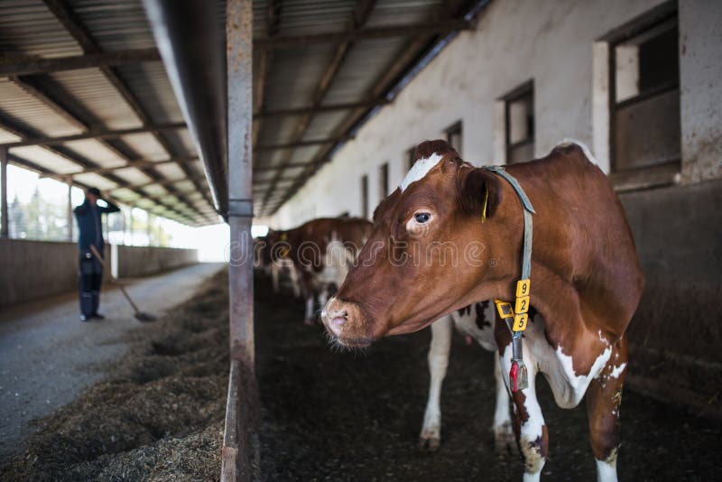 Cows on a Diary Farm, Agriculture Industry. Stock Photo - Image of ...