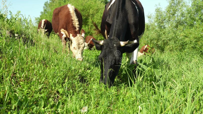 Cows of Different Colors Graze on a Green Pasture Under the Open Sky ...