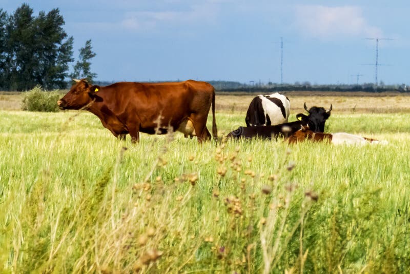 Cows of Different Colors Graze in the Meadow Stock Photo - Image of ...