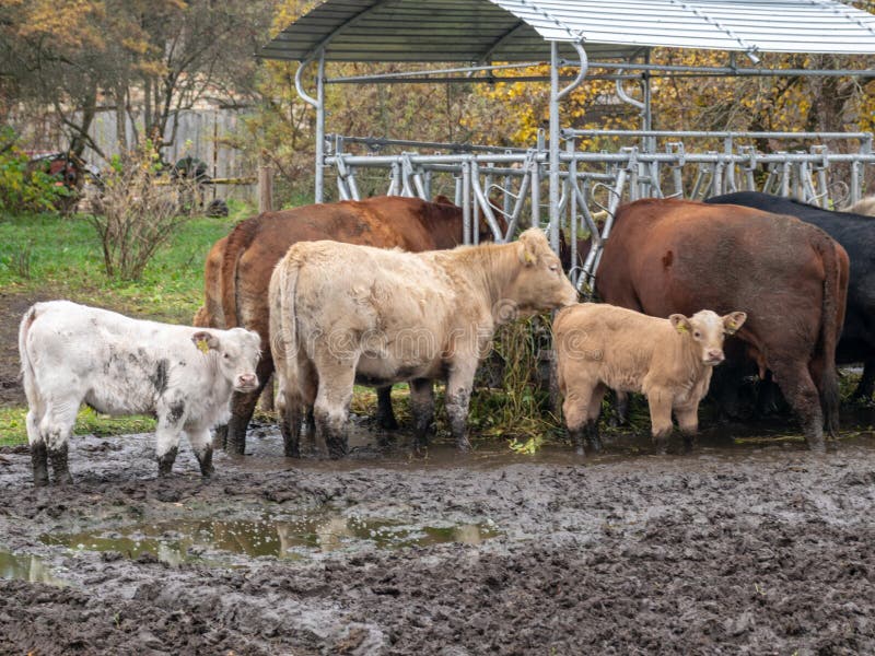 Cows of Different Sizes and Colors in a Large Mud Field Stock Image ...