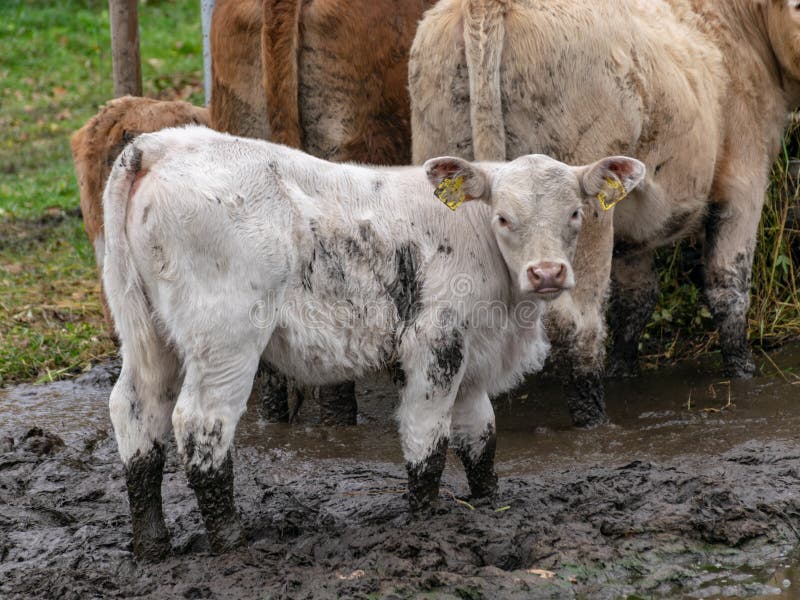 Cows of Different Sizes and Colors in a Large Mud Field Stock Photo ...