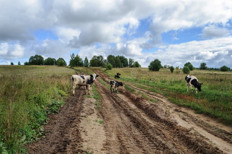 Cows on a dirt road stock photo. Image of milker, meadow - 89801880