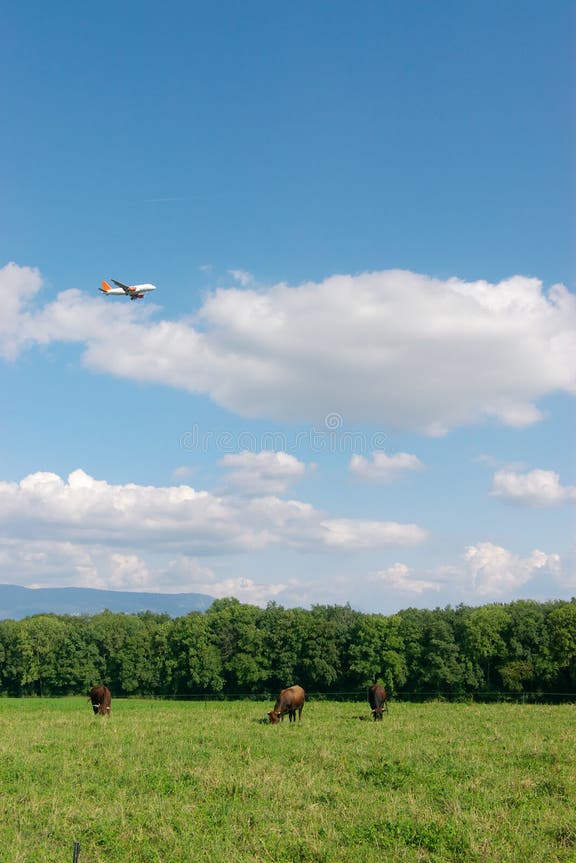 Cows do not fly stock image. Image of green, vertical - 3375511