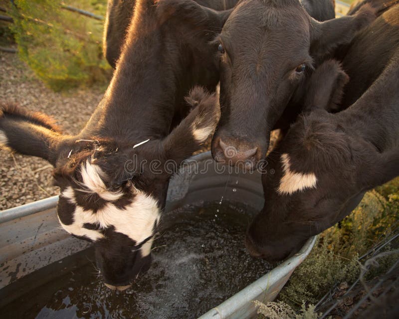 Cows drinking stock image. Image of farming, drinking - 33888629