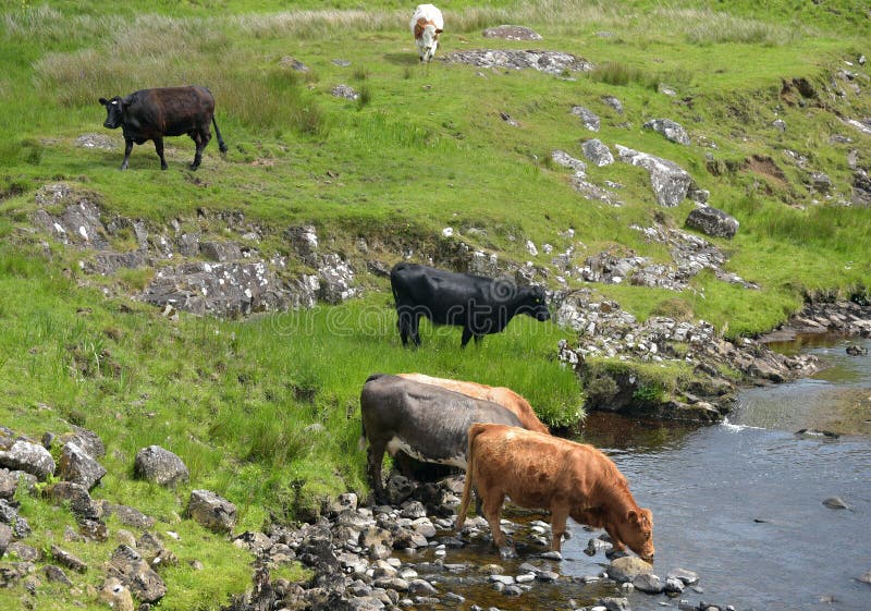 Cows Drinking from Stream at Brotherâ€™s Point on Skye Stock Image ...