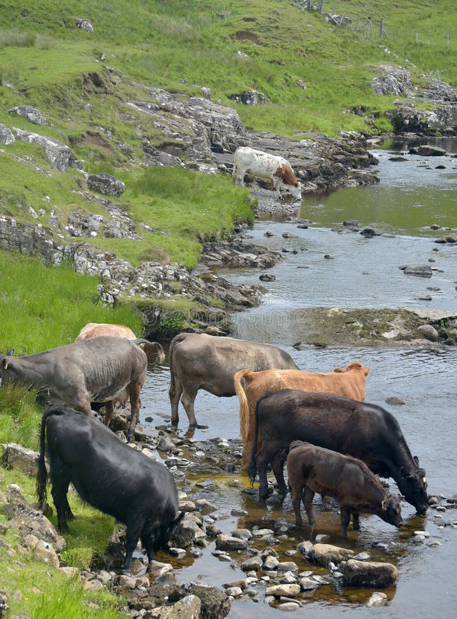 Cows Drinking from Stream at Brotherâ€™s Point on Skye Stock Photo ...