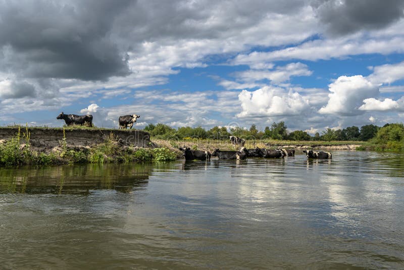 Cows Drinking Water and Bathing in River in Countryside on Sunny Day ...