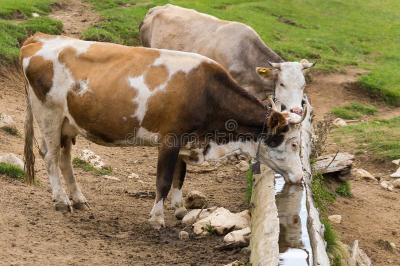 Cows Drinking Water from a Carved Wooden Log Stock Photo - Image of ...
