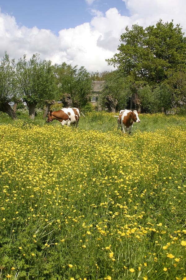 Cows in dutch landscape 4 stock image. Image of rain, windmill - 124765